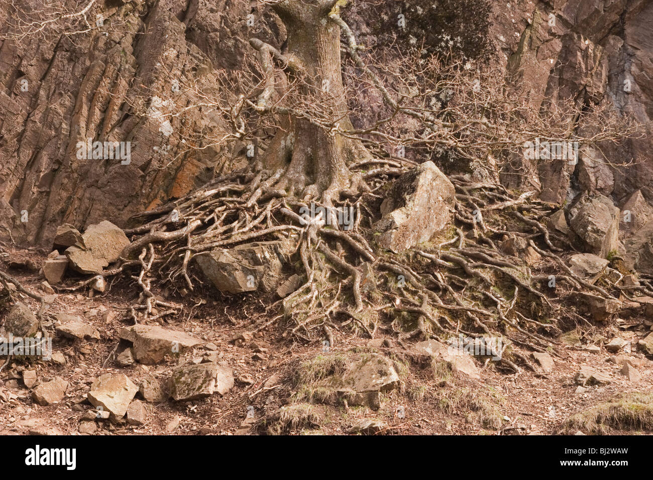 Oak tree roots in Borrowdale Lake District Cumbria UK hill side Stock ...