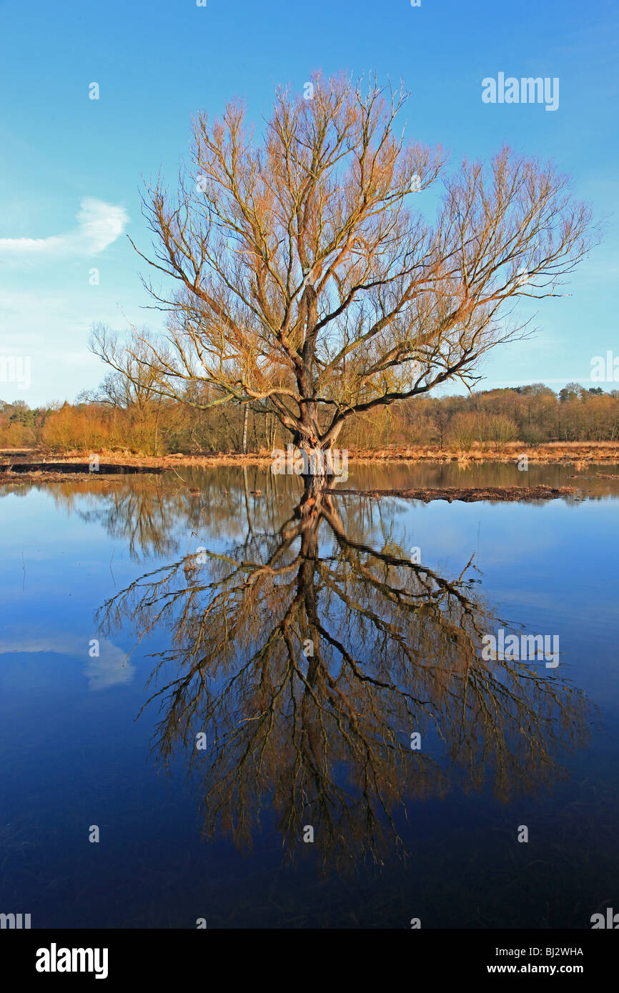 Marston Marshes Nature Reserve, Norwich, Norfolk Stock Photo - Alamy