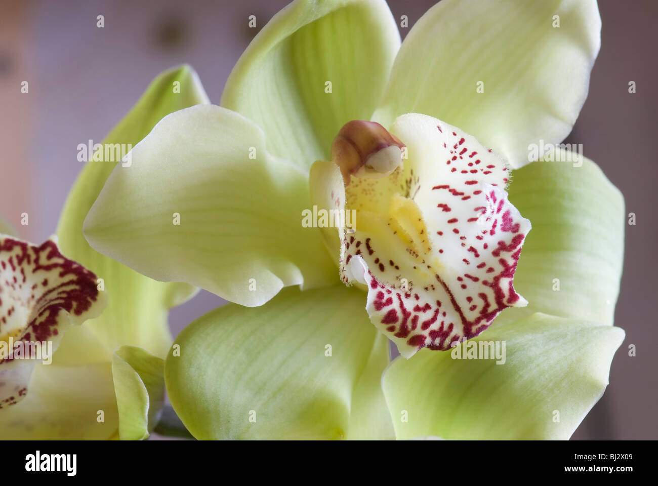 Close up of the orchid flower Stock Photo - Alamy