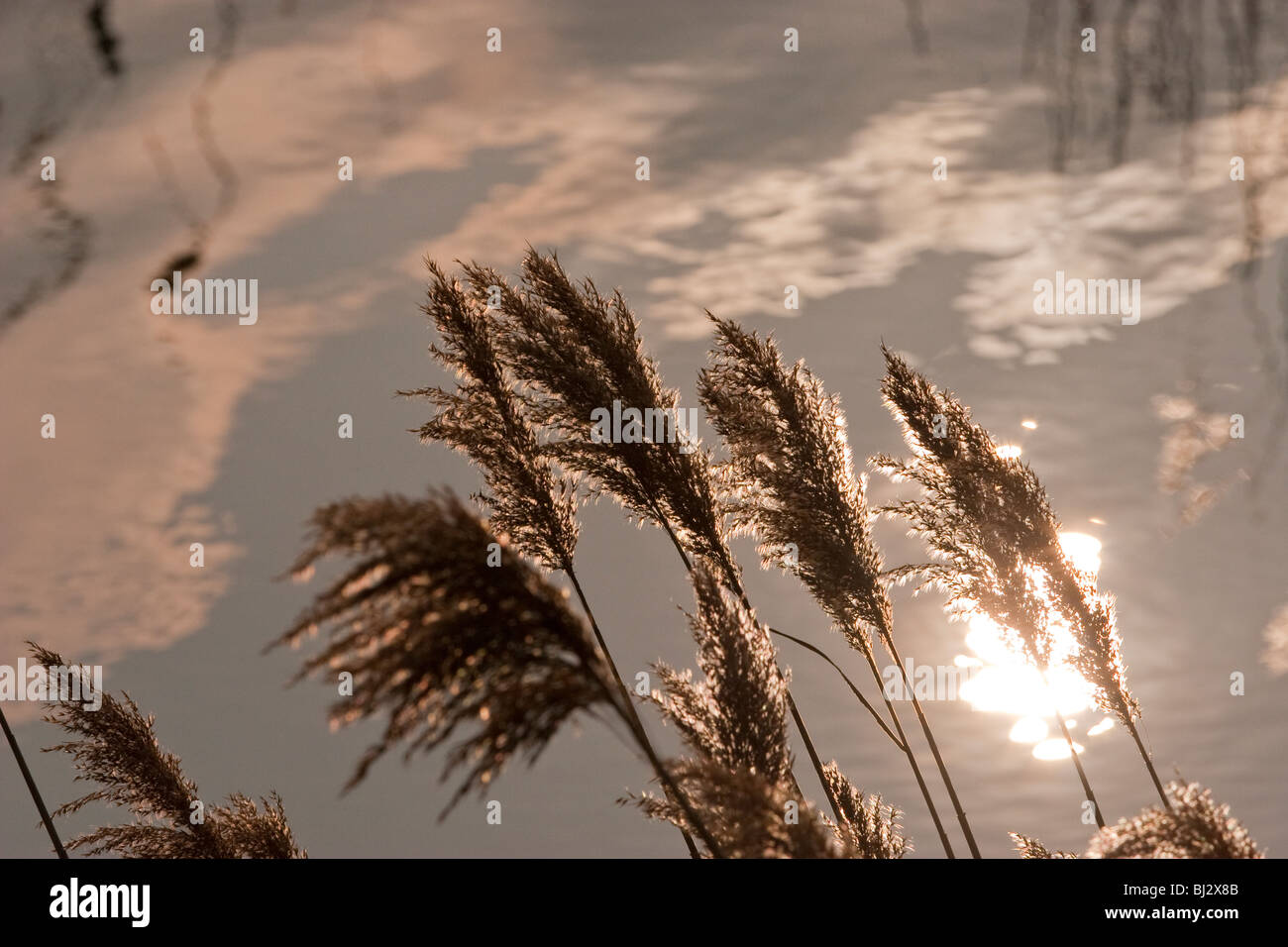 Reeds by water Cut Out Stock Images & Pictures - Alamy