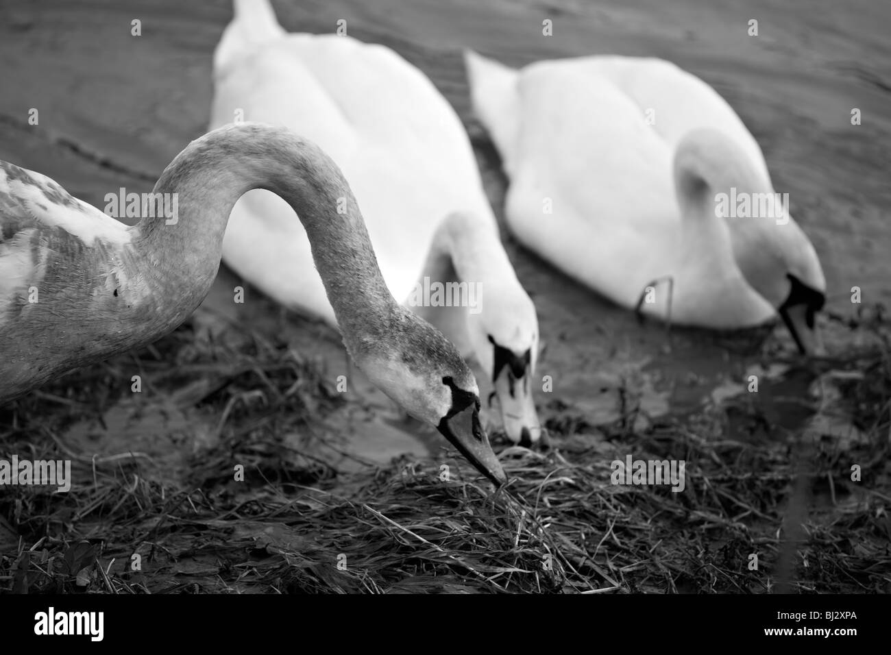 Grace of nature Black and White Stock Photos & Images - Alamy
