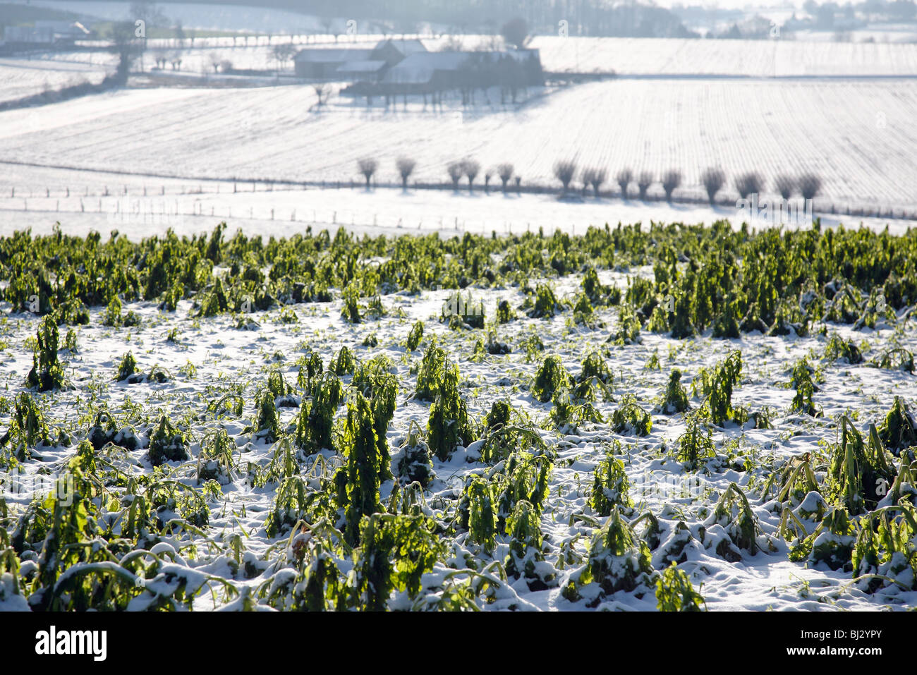 Failed crop and farm in the winter in the snow, Maarkedal, Flemish ...