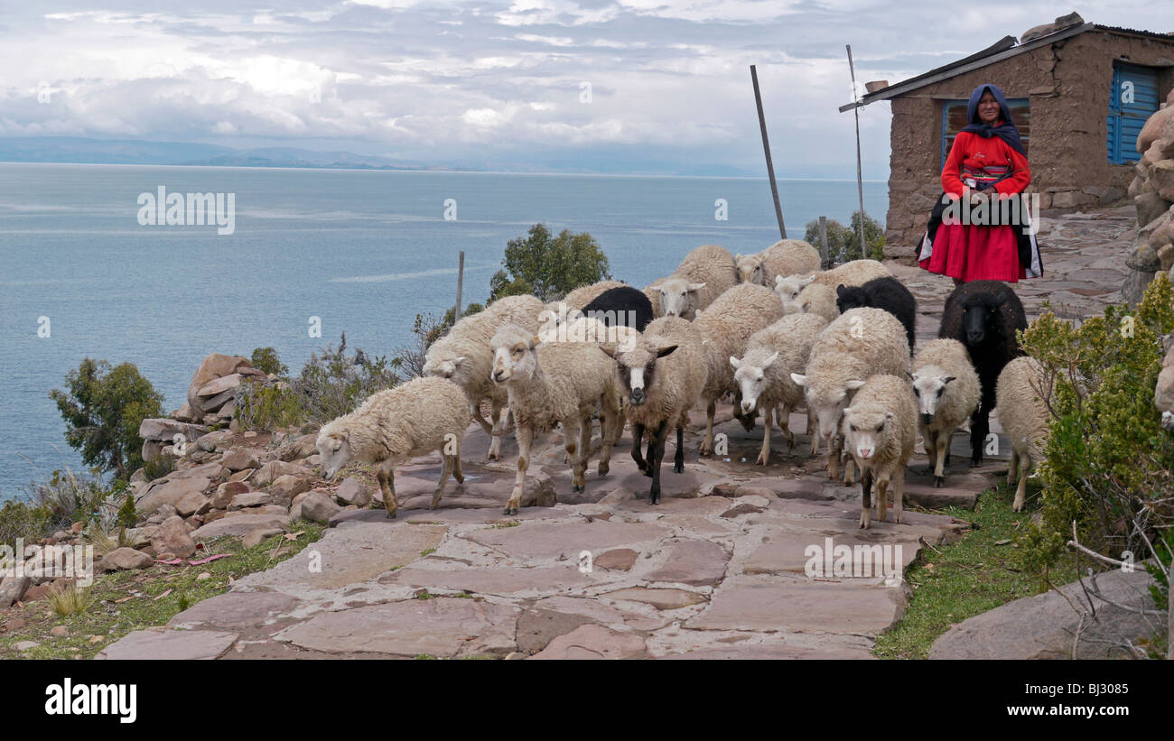 PERU Taquile Island, Lake Titicaca. Woman herding sheep. PHOTOGRAPH by ...