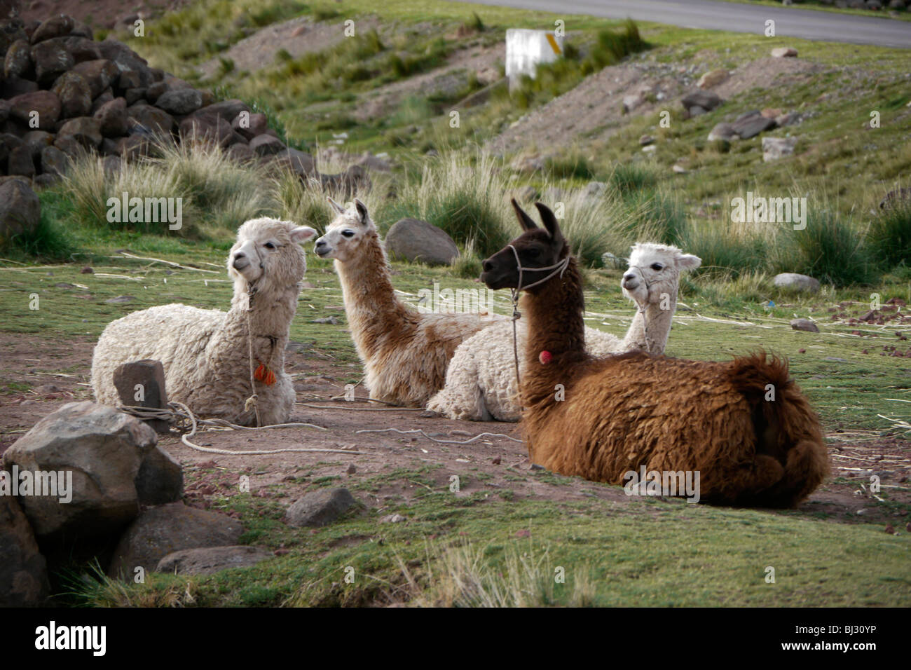 PERU Alpaca near Sillustani, Puno. PHOTOGRAPH by SEAN SPRAGUE Stock ...