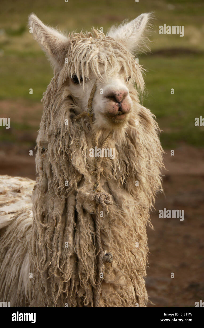 PERU Alpaca, near Puno. PHOTOGRAPH by SEAN SPRAGUE Stock Photo - Alamy