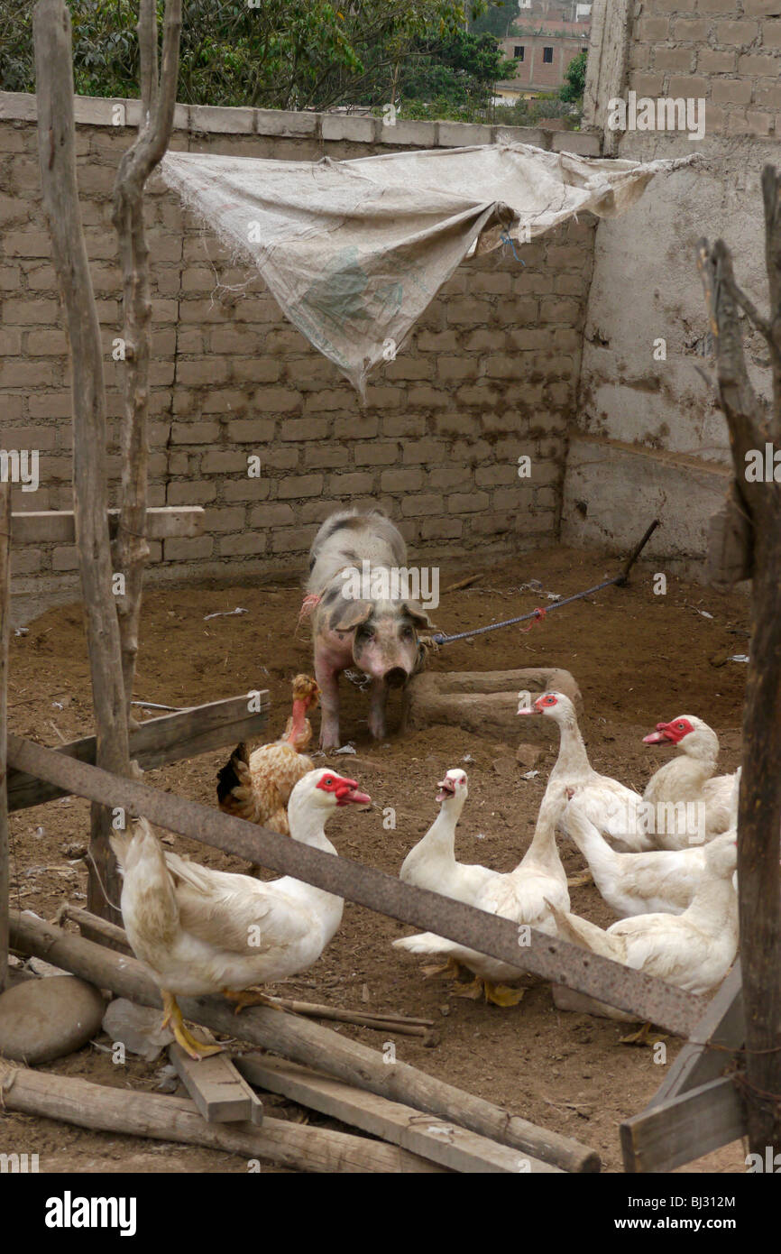 Geese pig goose hi-res stock photography and images - Alamy