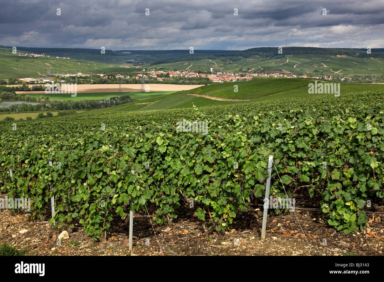Vineyard with grapevines, Reims, Champagne, France Stock Photo - Alamy