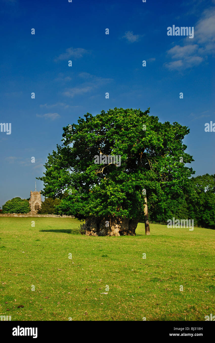 The Wyndham Oak, Silton, Dorset, UK June 2009 Ancient tree used for ...
