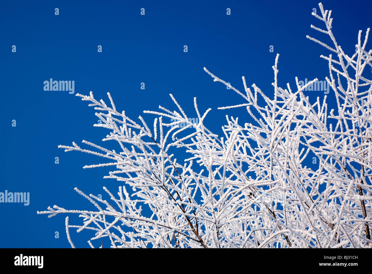 Branches of willow tree covered in hoarfrost in winter Stock Photo - Alamy