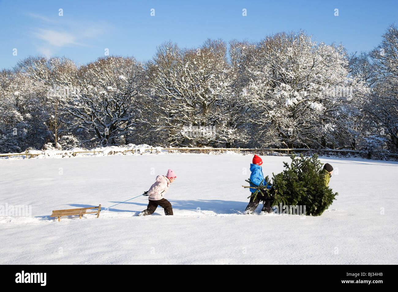 Children pulling Christmas tree Stock Photo - Alamy