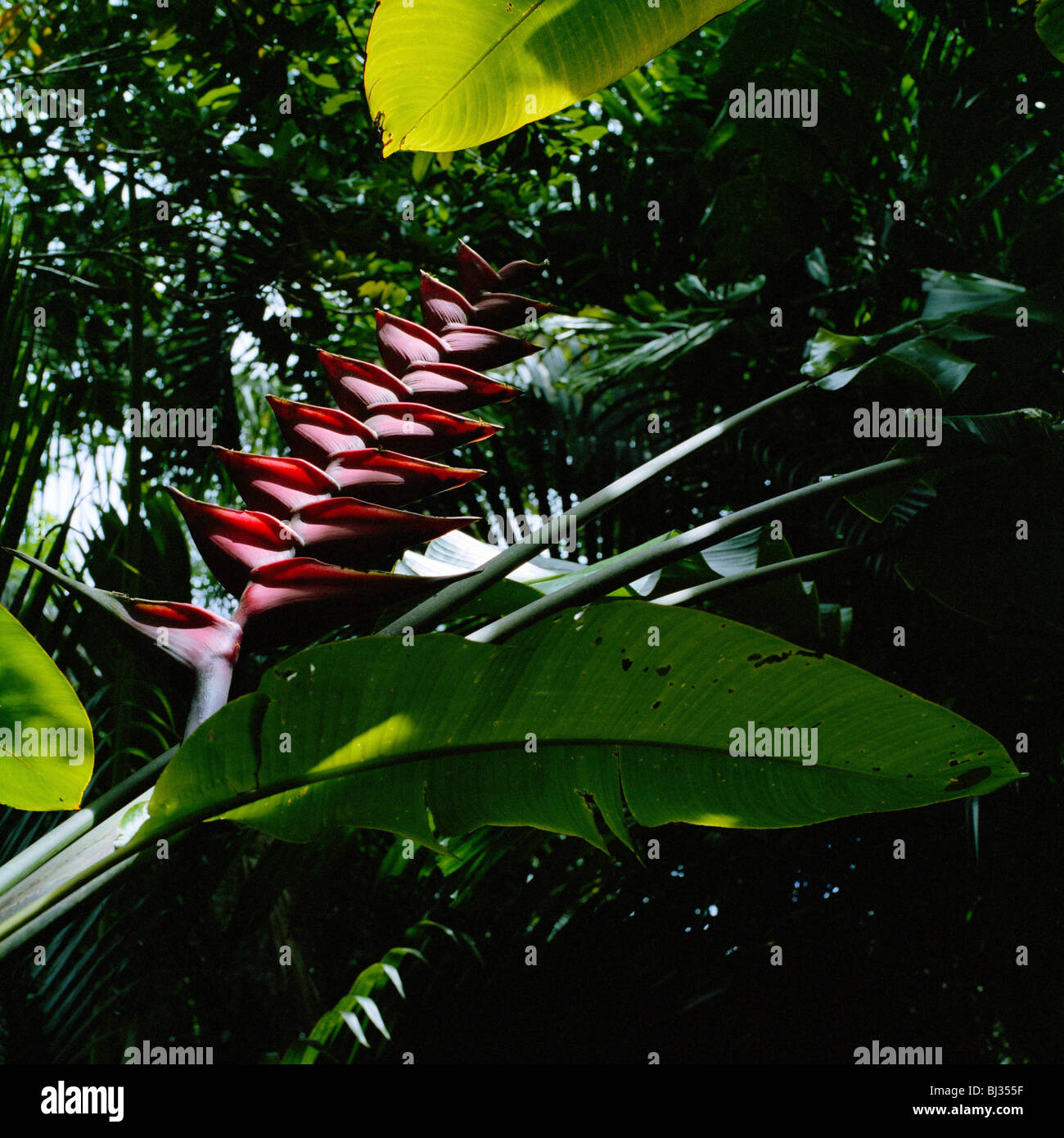 Wild plantain hi-res stock photography and images - Alamy