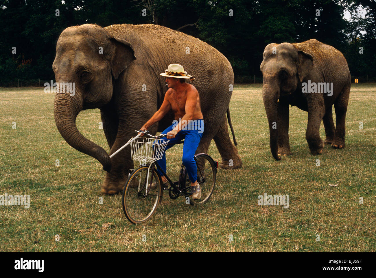 A circus animal trainer exercises two of his elephant friends one ...