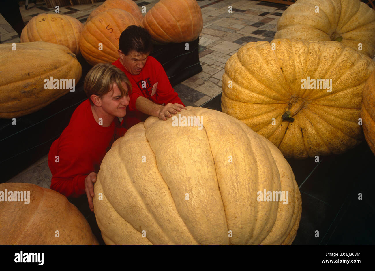 Two officials manhandle a giant pumpkin specimen into position before ...