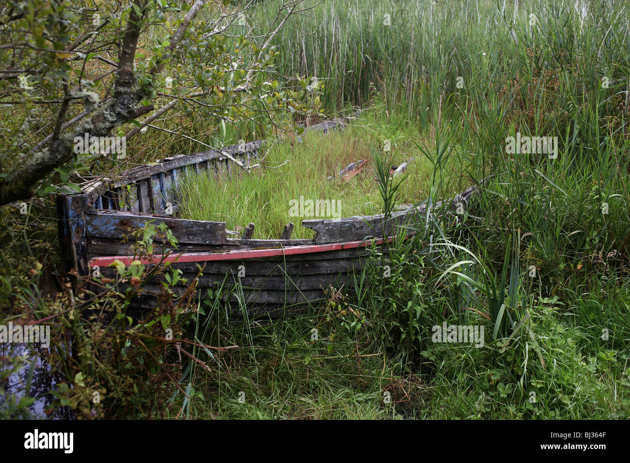 An old rowing boat lies rotting in undergrowth near the harbour at ...
