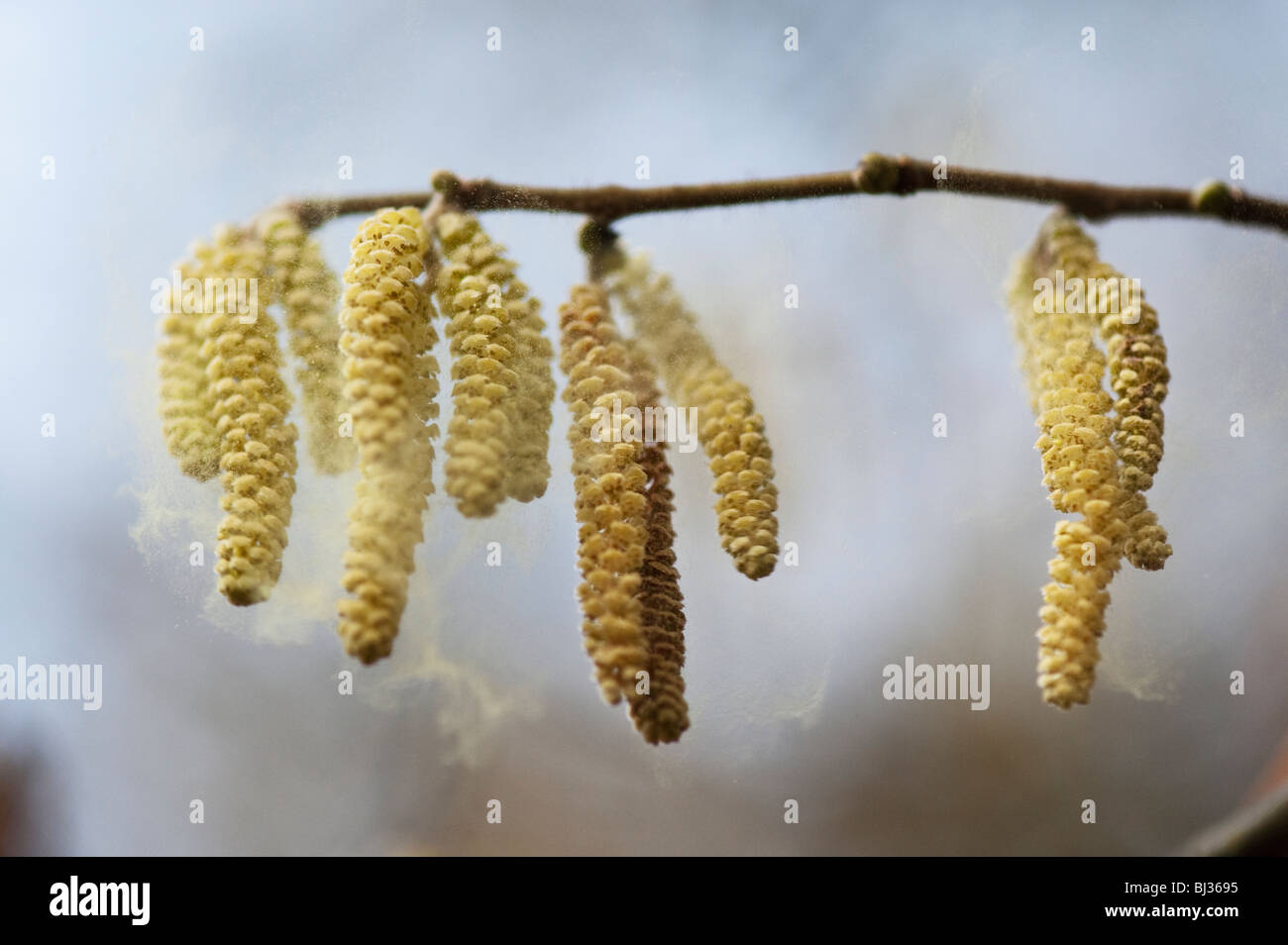 Corylus avellana. Common Hazel catkins releasing pollen in spring. UK ...