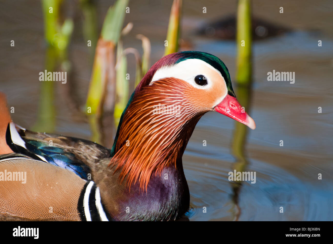 Mandarin Duck Closeup Stock Photo - Alamy