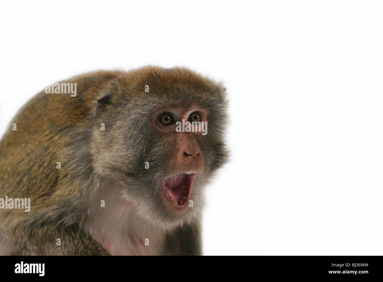 Staring primate hi-res stock photography and images - Alamy