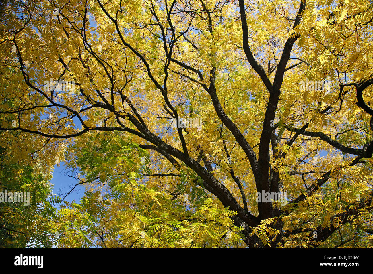 Trees in yellow autumn / fall colours Stock Photo - Alamy