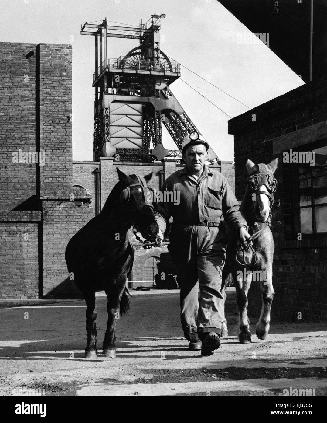 Coal mine pony hi-res stock photography and images - Alamy