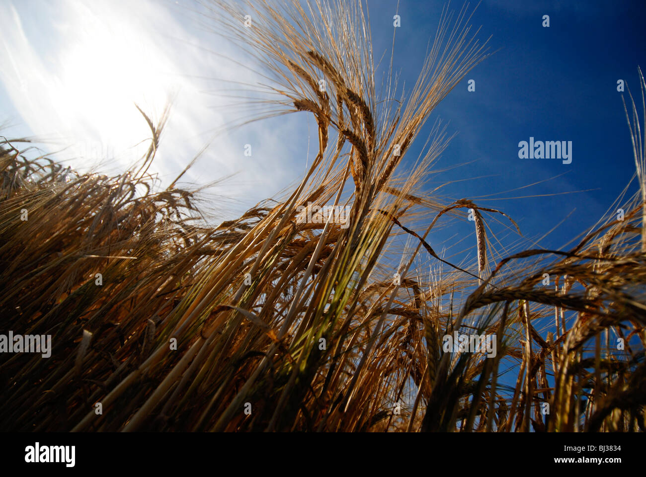 Rye flour products hi-res stock photography and images - Alamy