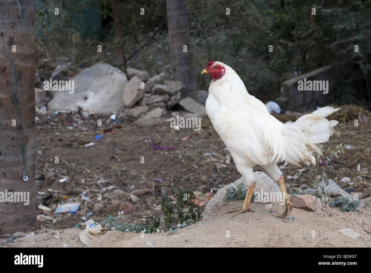 Indian rooster hi-res stock photography and images - Alamy