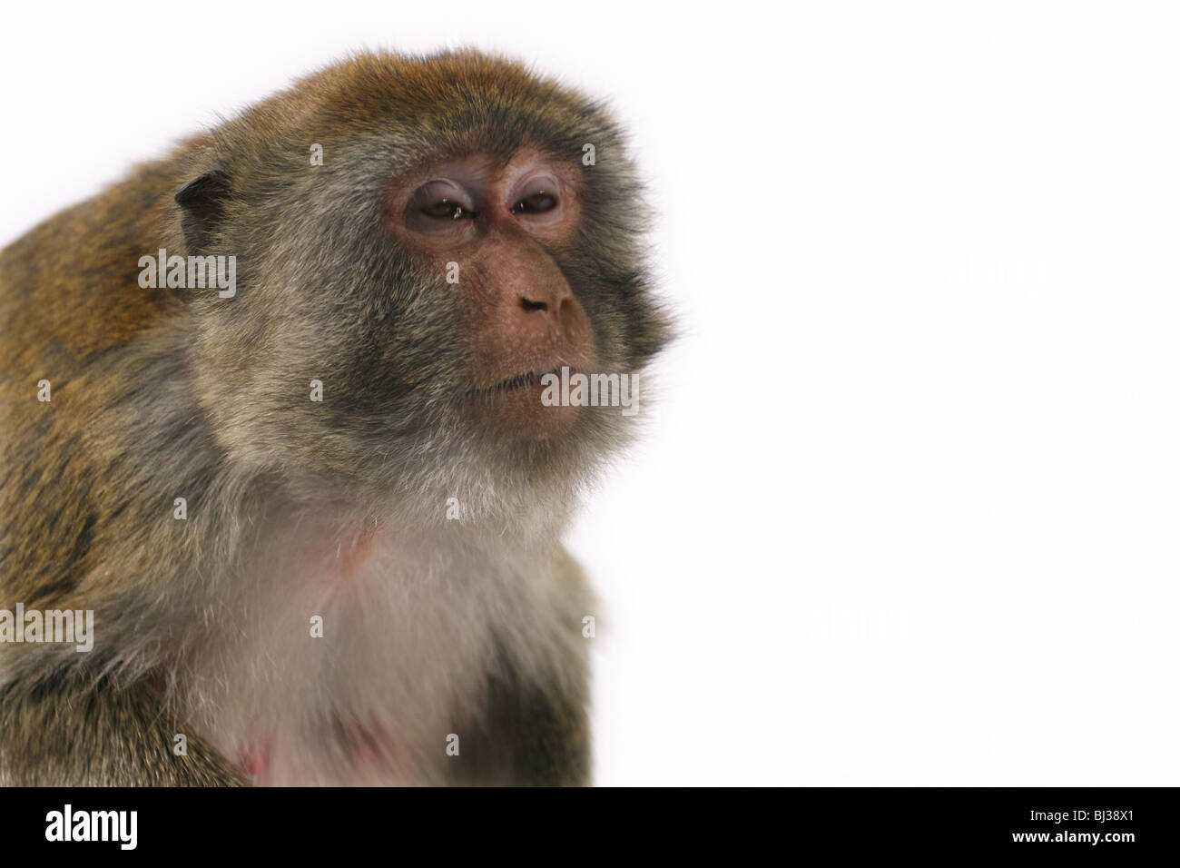 Monkey looking tired and sleepy Stock Photo - Alamy