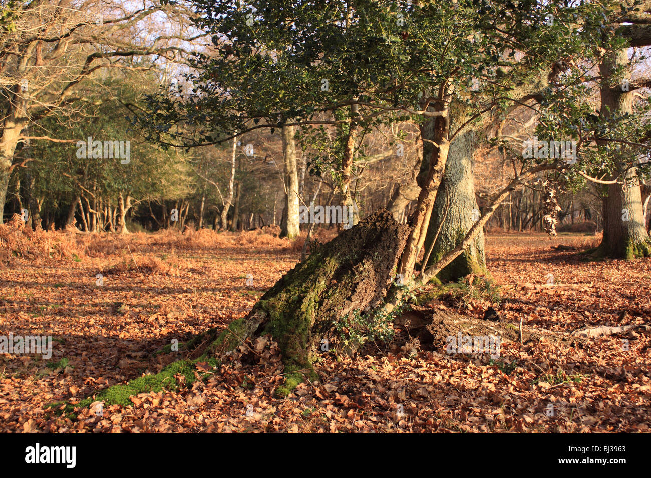 stump of fallen oak tree with holly growing next to it, in the New ...