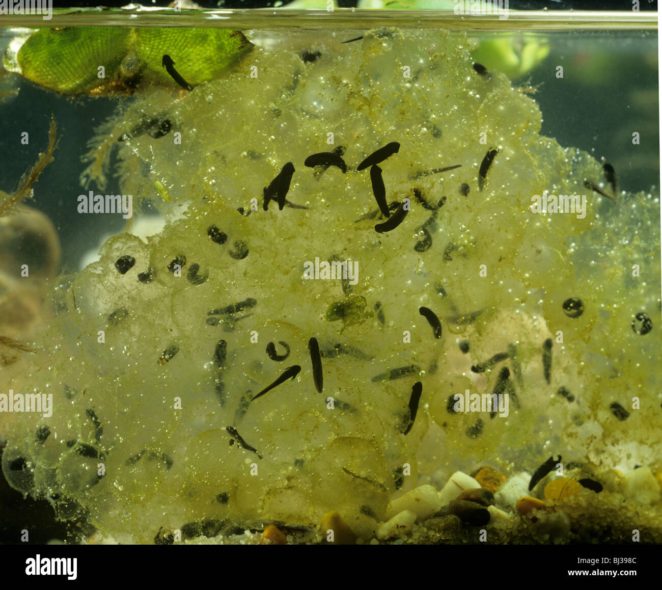 Developing tadpoles hi-res stock photography and images - Alamy