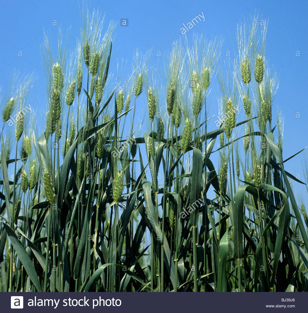 Club Wheat Stock Photos & Club Wheat Stock Images - Alamy