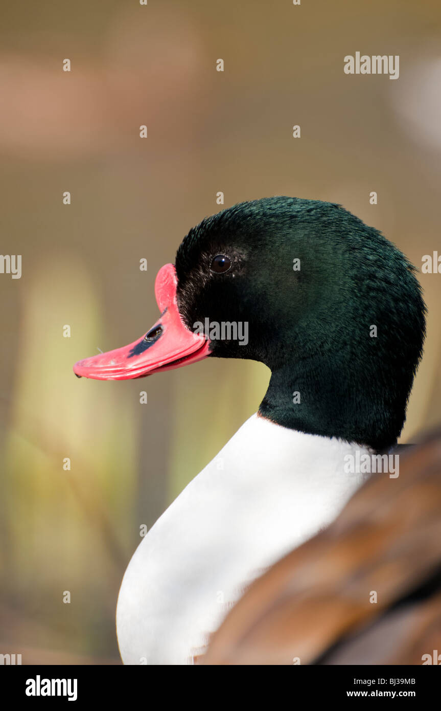 Male Shelduck High Resolution Stock Photography and Images - Alamy