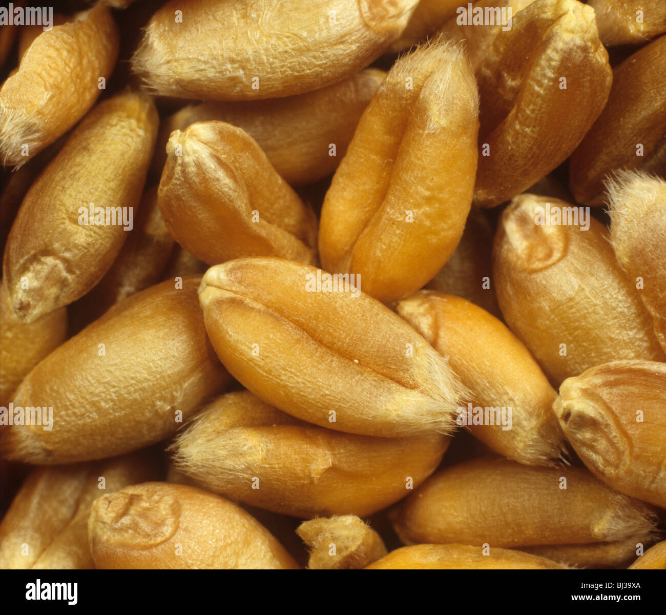 Wheat grain, seed or seeds Stock Photo - Alamy