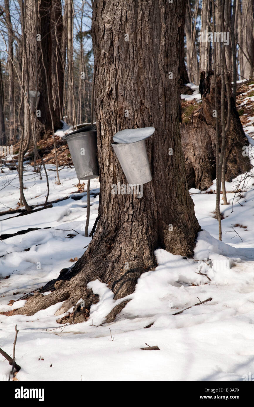 Sugar maple tree sap boiling hi-res stock photography and images - Alamy