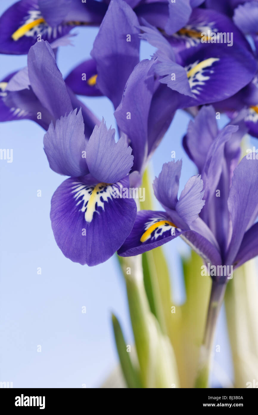 Blue iris art hi-res stock photography and images - Alamy