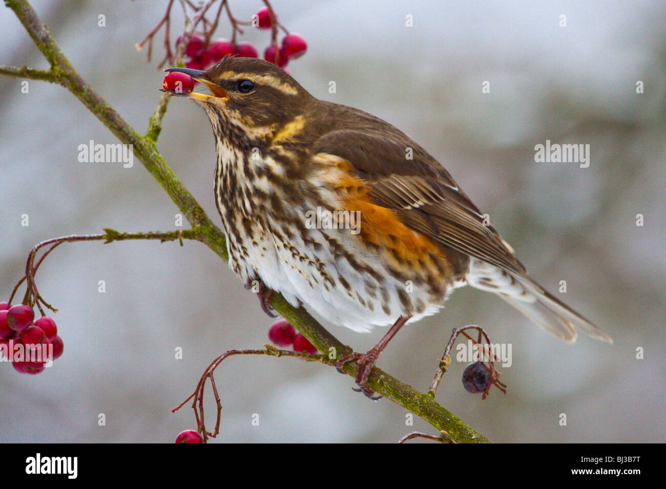 Redwing Eating Berries High Resolution Stock Photography and Images - Alamy