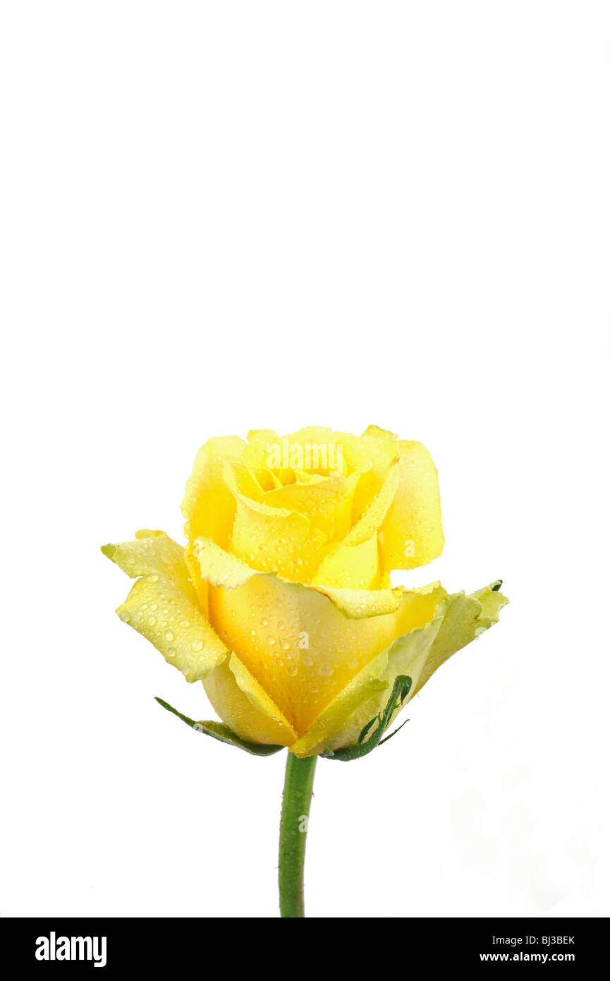 Blühende rosa rosen hi-res stock photography and images - Alamy