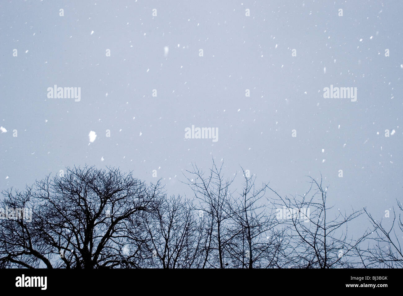 Snow flakes falling trees hi-res stock photography and images - Alamy