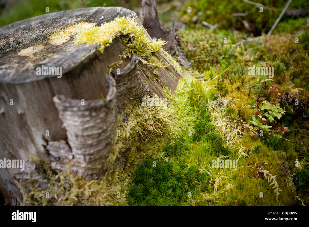 Tree stump with Moss Stock Photo - Alamy