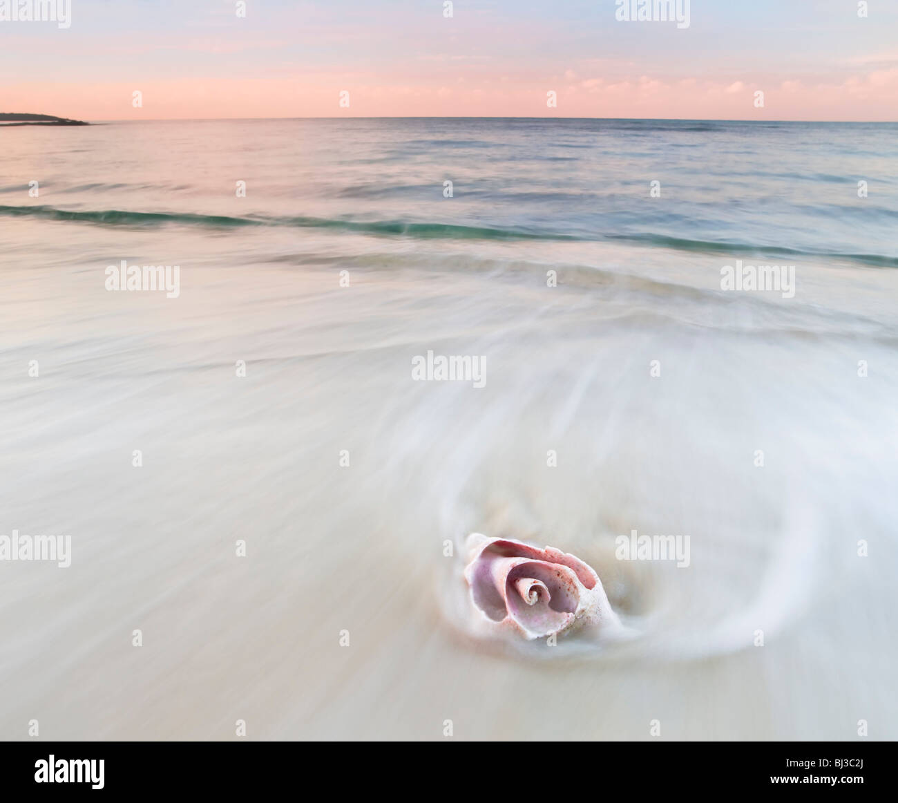 Pink Conch High Resolution Stock Photography and Images - Alamy