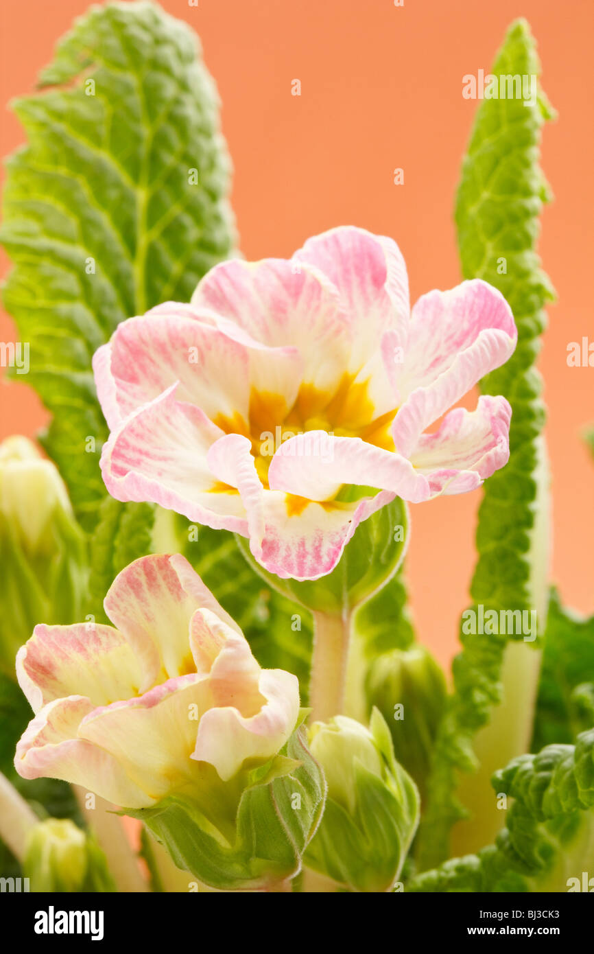 Spring primroses hi-res stock photography and images - Alamy