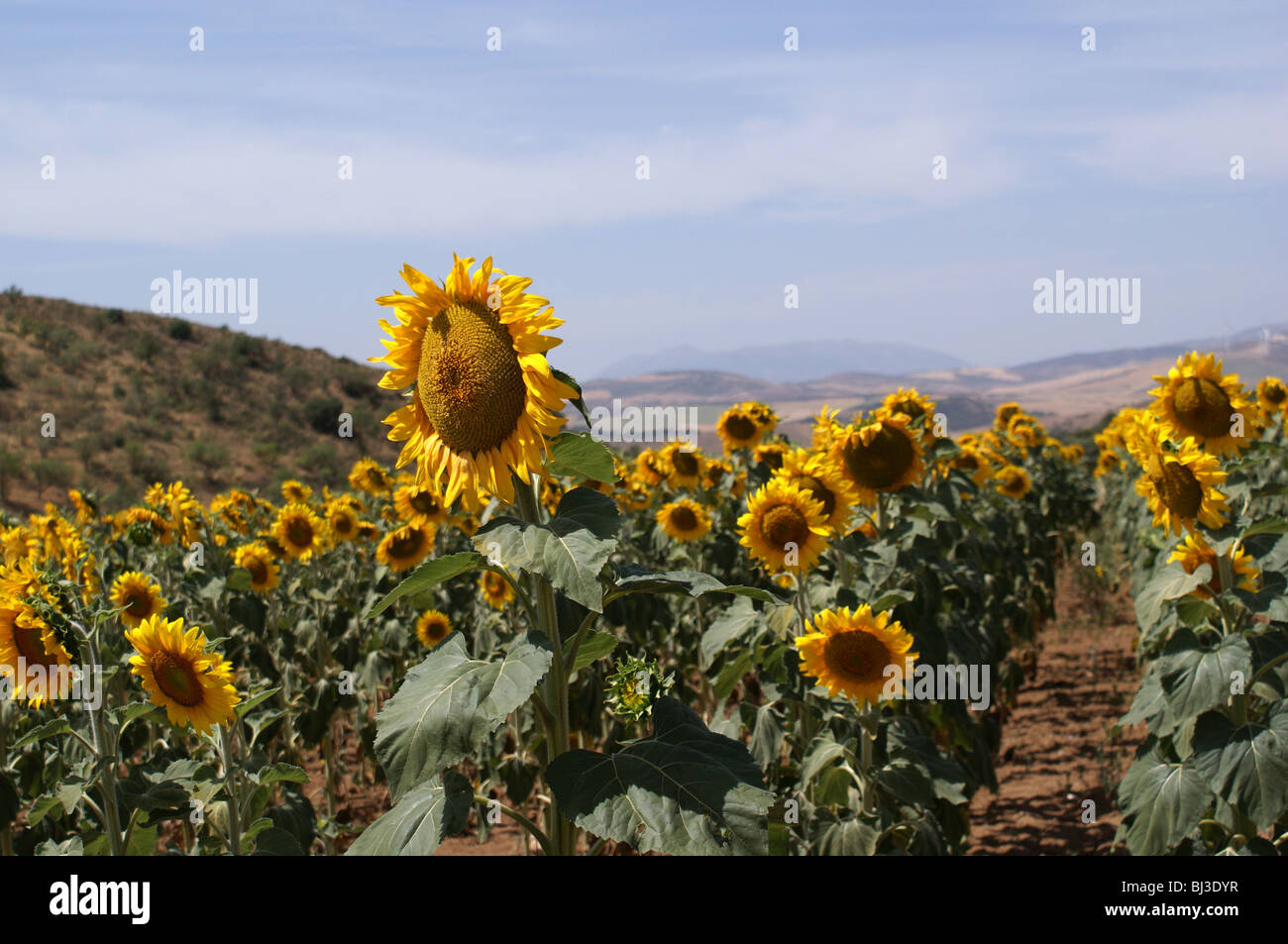 SUNFLOWERS IN ANDALUCIA SPAIN Stock Photo - Alamy