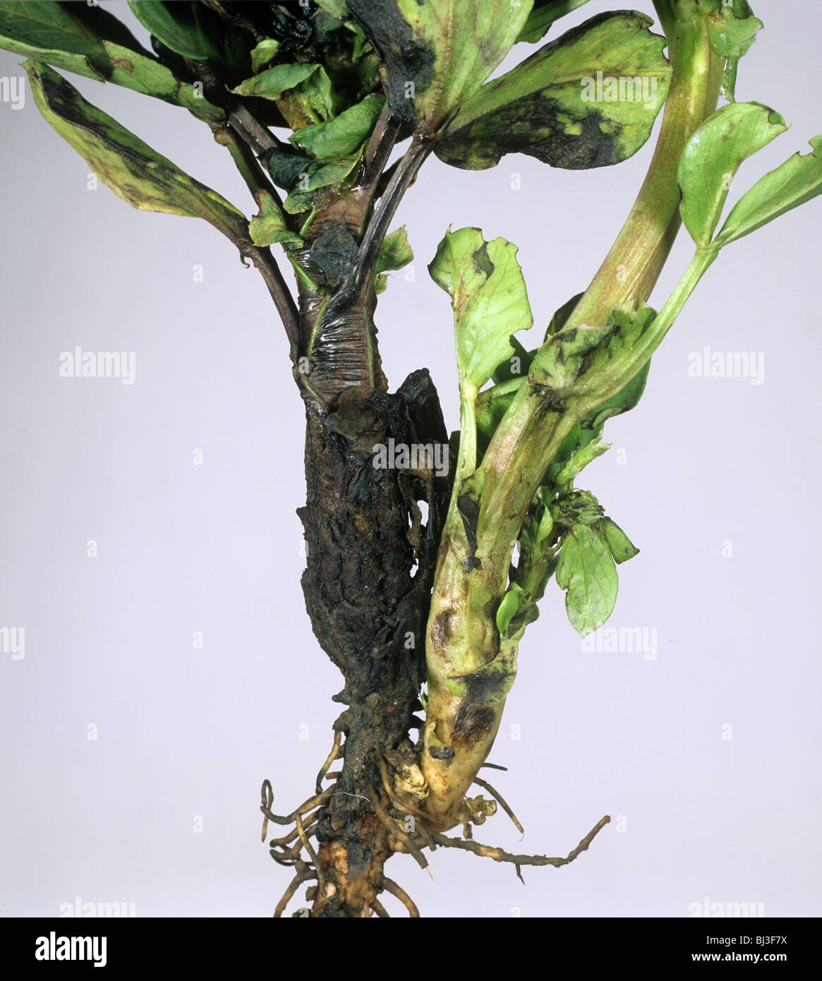 Stem & bulb eelworm (Ditylenchus dipsaci) damage to bean (Vicia faba ...