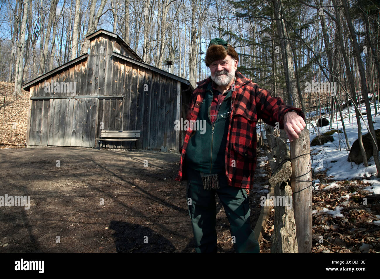 Farmer at Forest Food Production and Maple Syrup or Maple syrup Harvest ...