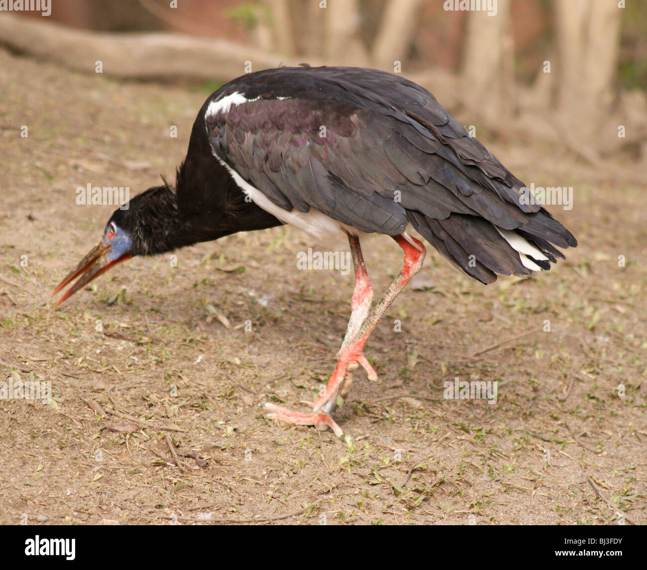 ABDIM'S STORK BIRD Stock Photo - Alamy