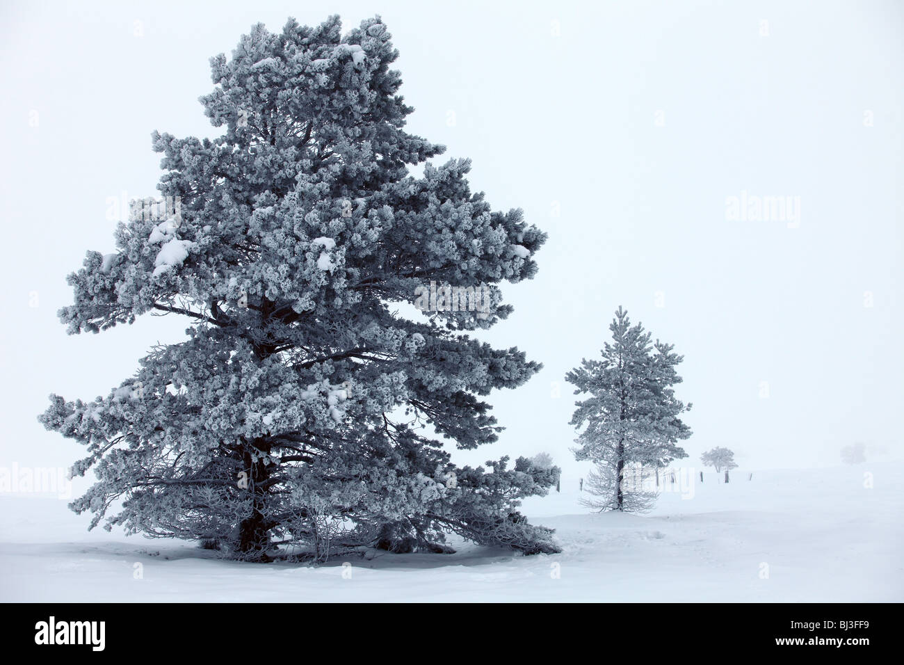 Snow covered pine trees in freezing fog on a scottish mountain at ...