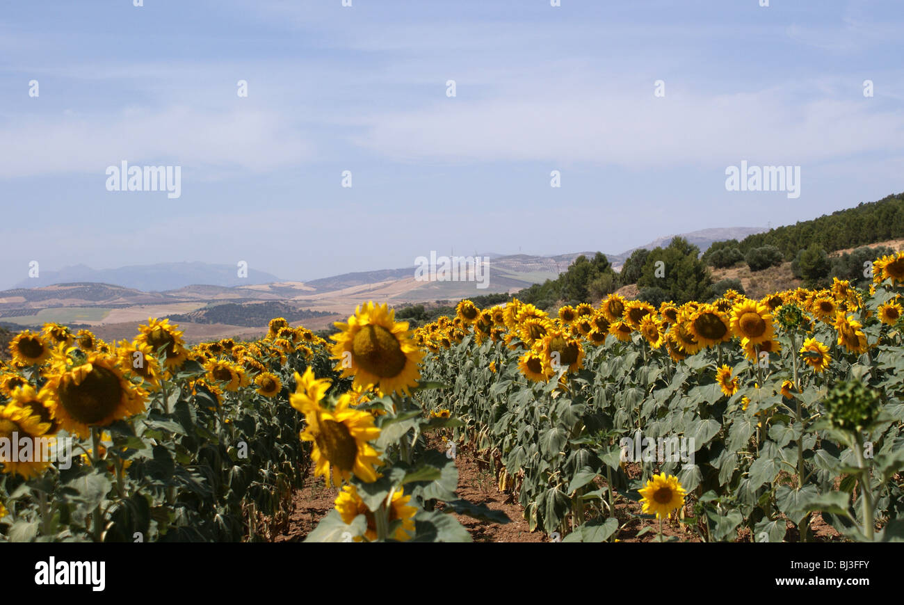 Rows of sunflowers hi-res stock photography and images - Alamy