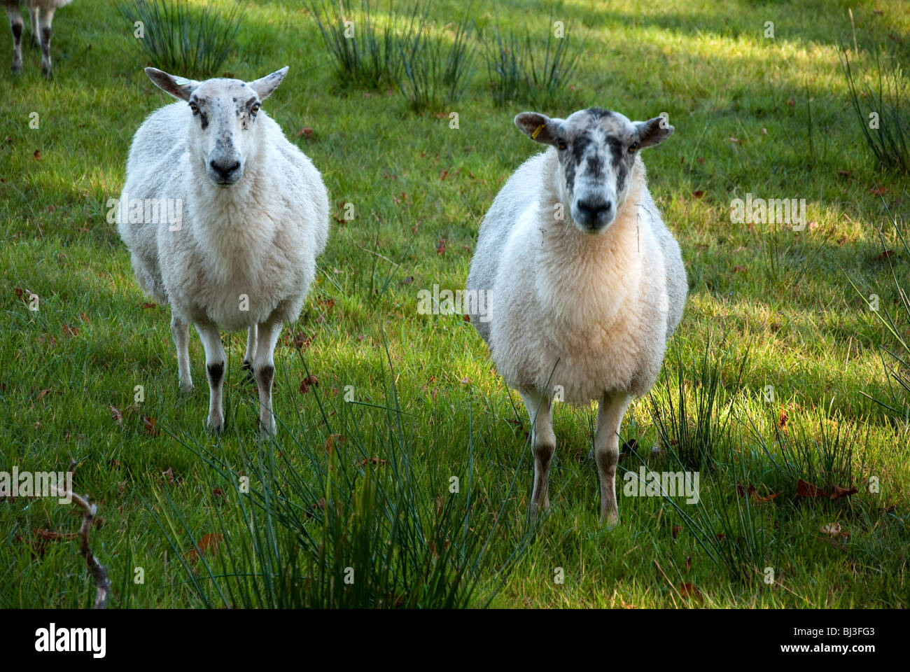 A Pair of Scottish Sheep Stock Photo - Alamy