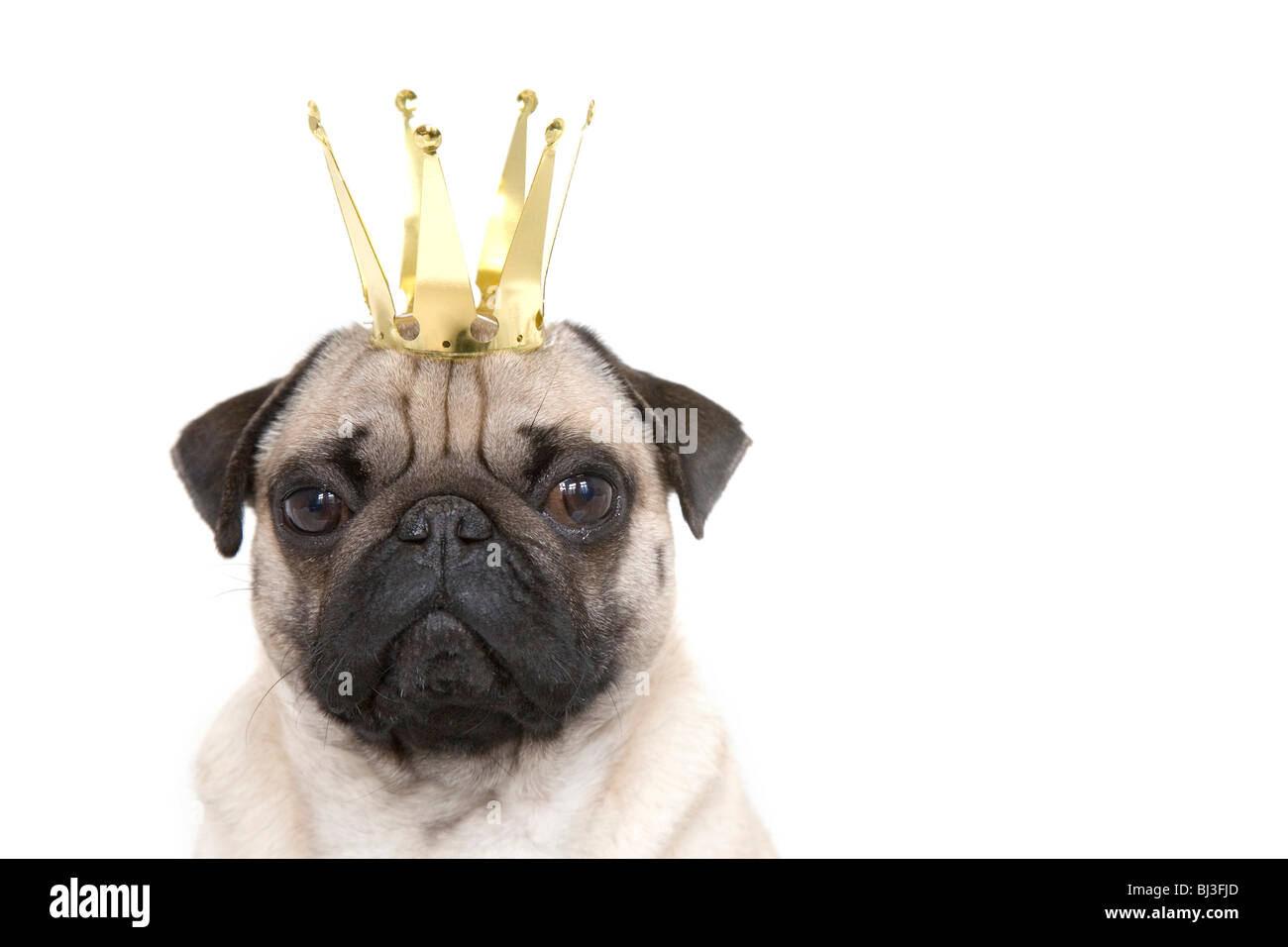 Young pug with crown, portrait Stock Photo - Alamy