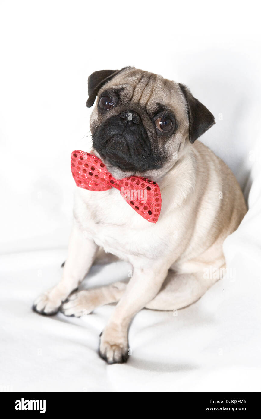 Young pug with red bow tie Stock Photo - Alamy