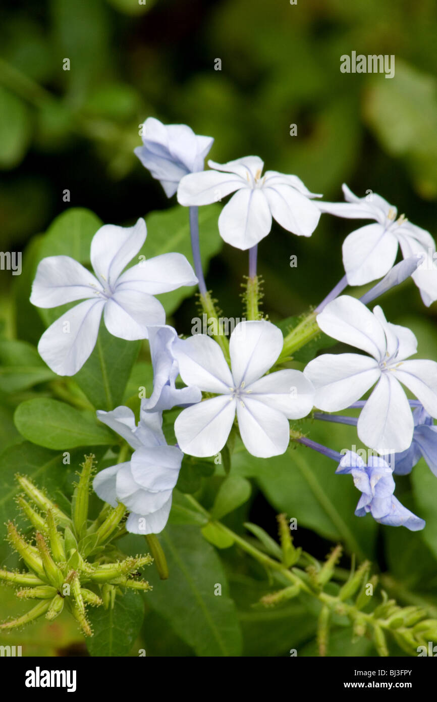 Blue jasmine close-up Stock Photo - Alamy
