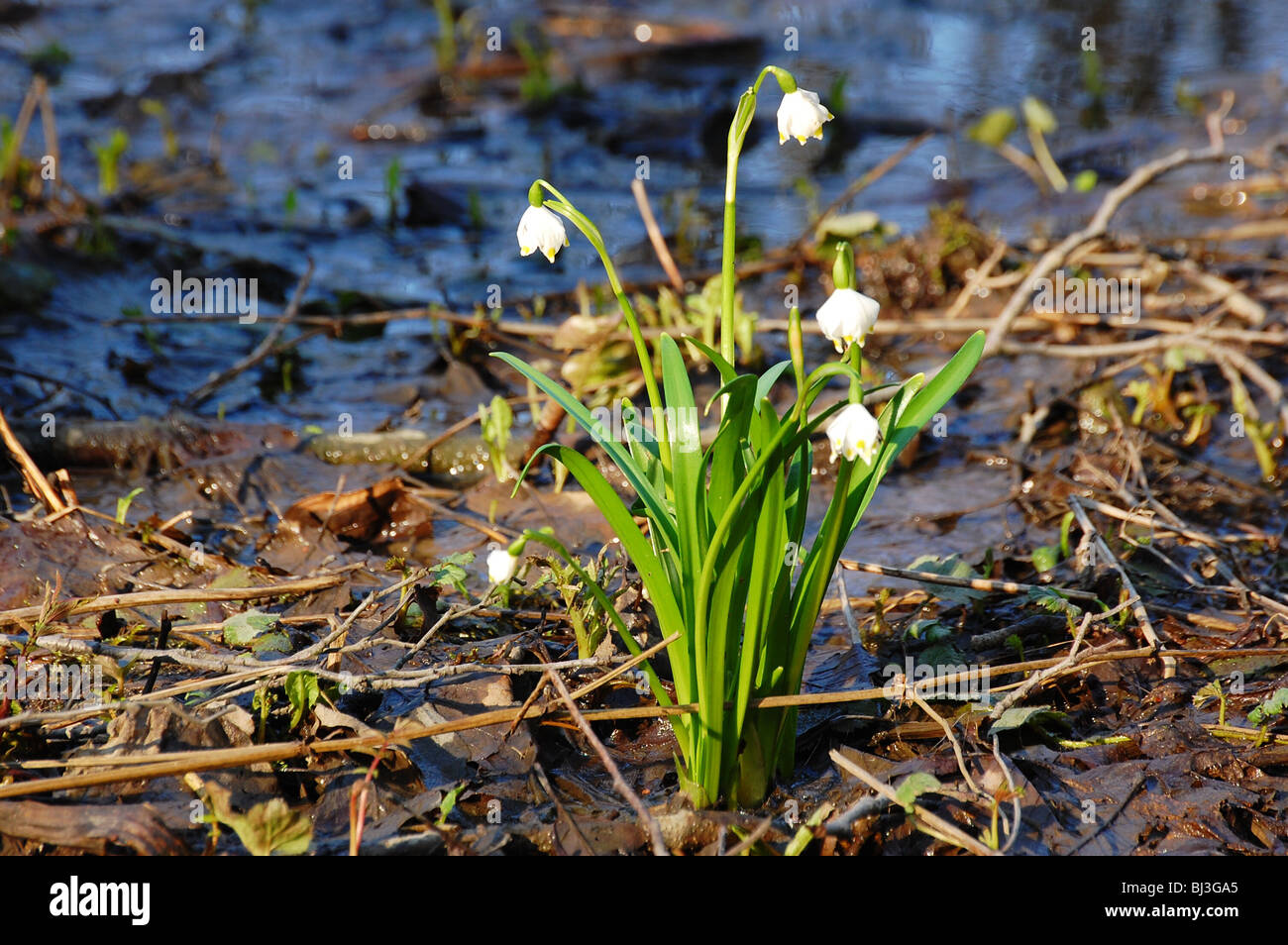 Snowflake cluster hi-res stock photography and images - Alamy